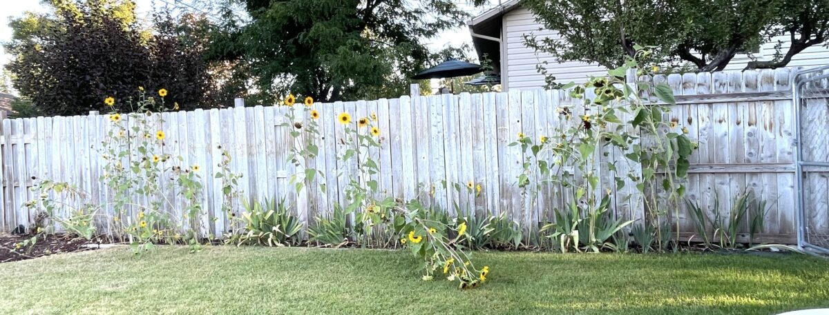 Free Pattern: Sunflower Scrubbies - Snappy Tots